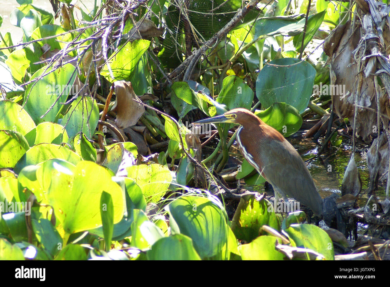 Soco-boi, Rufescent Tiger Heron, Tigrisoma lineatum, Pantanal, Mato ...