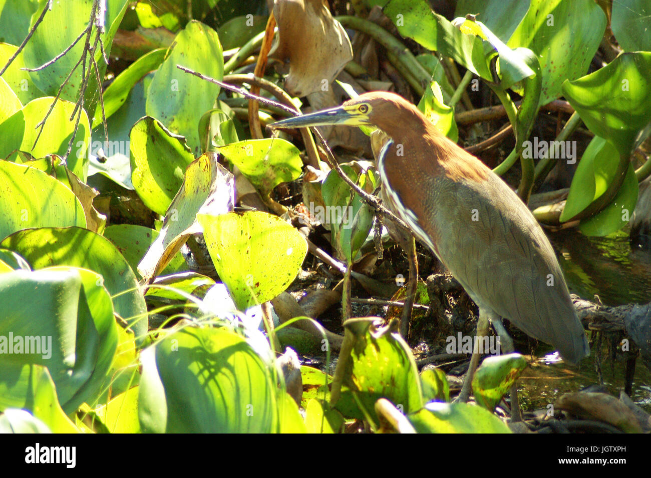 Soco-boi / Rufescent Tiger Heron (Tigrisoma lineatum) ATENÇÃO: NÃO ...