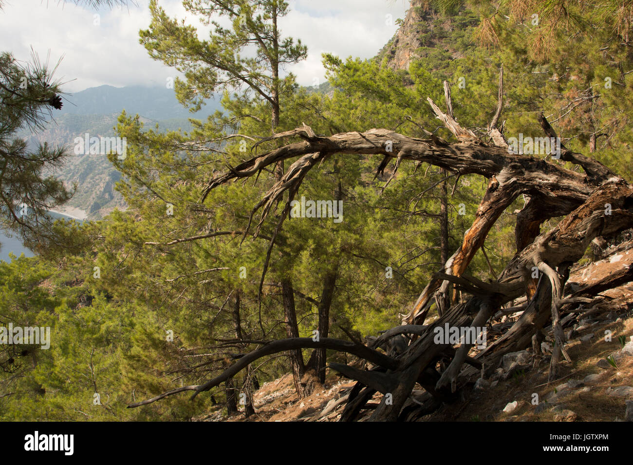 Kalabrische pine hi-res stock photography and images - Alamy