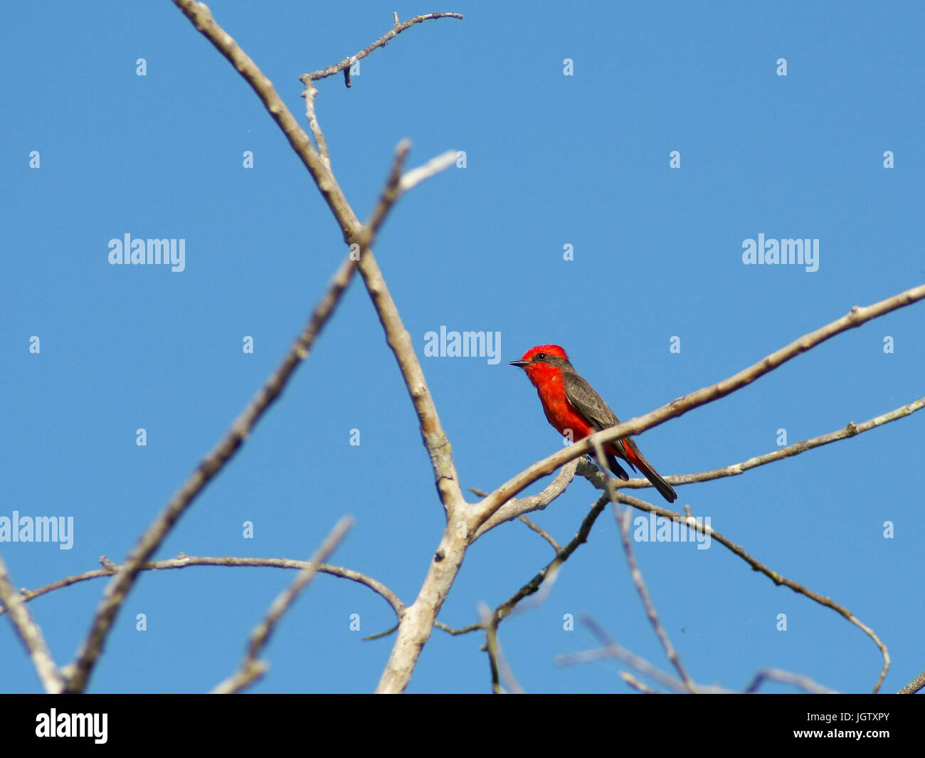 Príncipe, Verão, Vermilion Flycatcher, Pyrocephalus rubinus, Pantanal ...