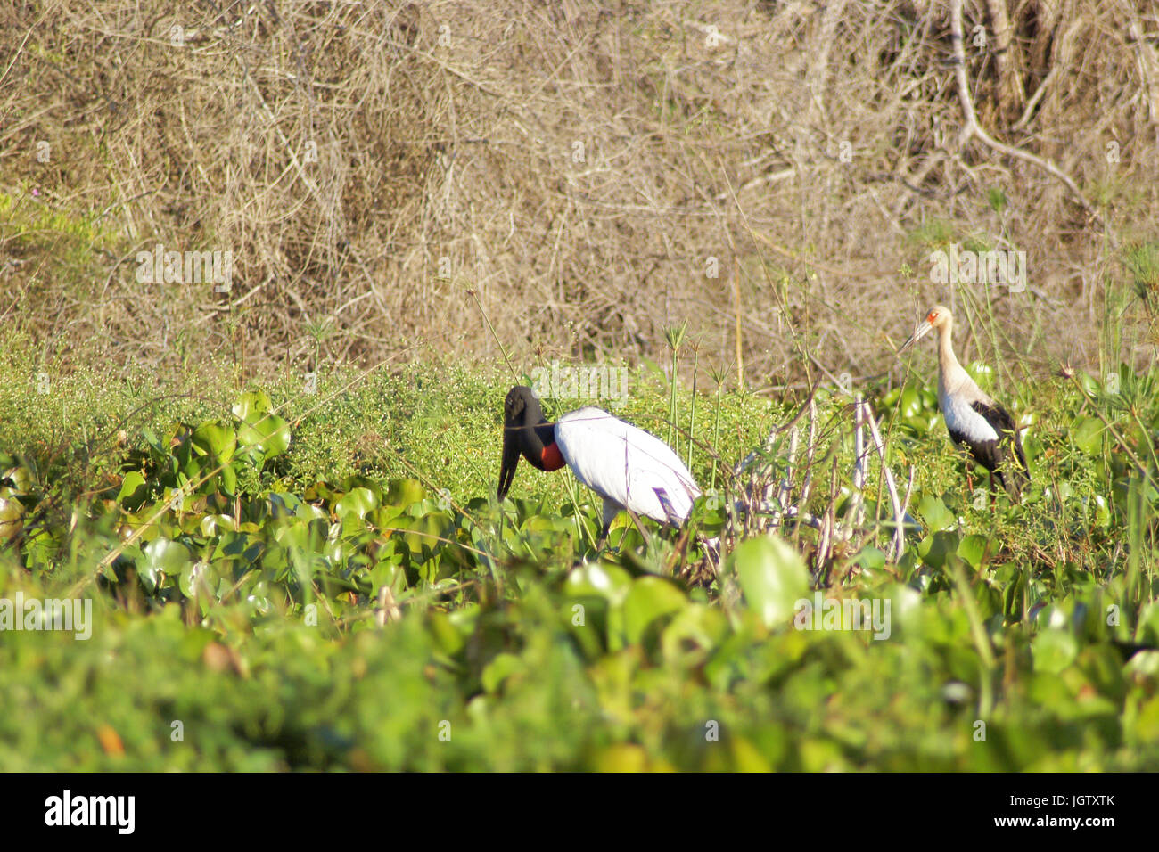 Tuiuiu or Jaburu, Jabiru Stork, Jabiru mycteria,Tabuiaia, Maguari Stork ...