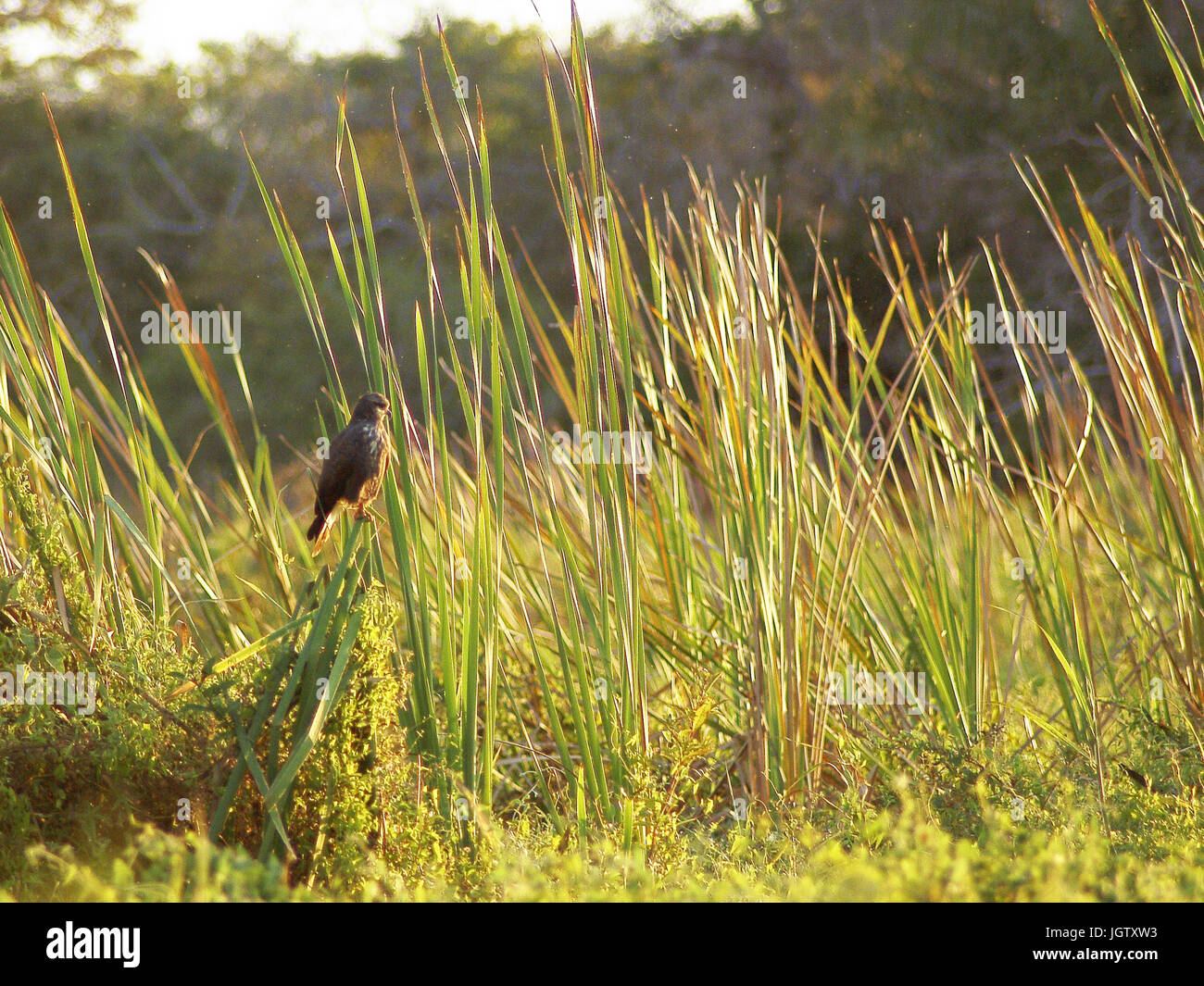 Bird, Pantanal, Mato Grosso do Sul, Brazil Stock Photo - Alamy