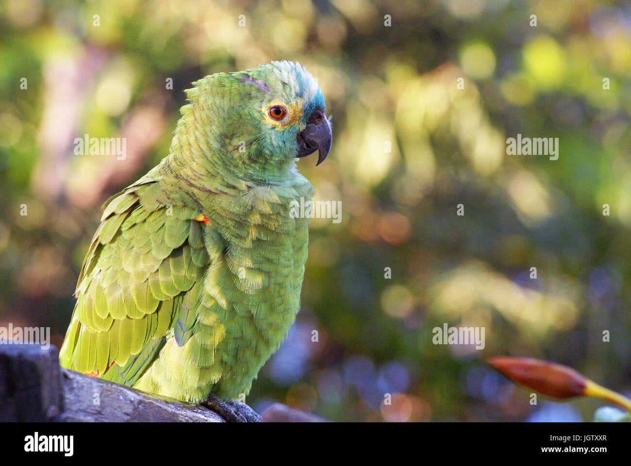 Parrot, Blue-fronted Parrot, Amazon aestiva, Pantanal, Mato Grosso do ...