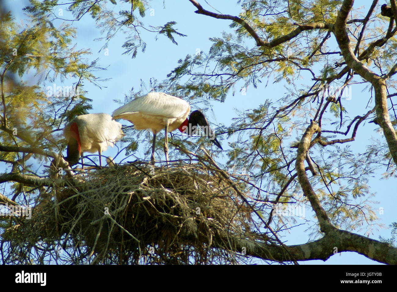 Tuiuiu or Jaburu, Jabiru Stork, Jabiru mycteria, Pantanal, Mato Grosso ...