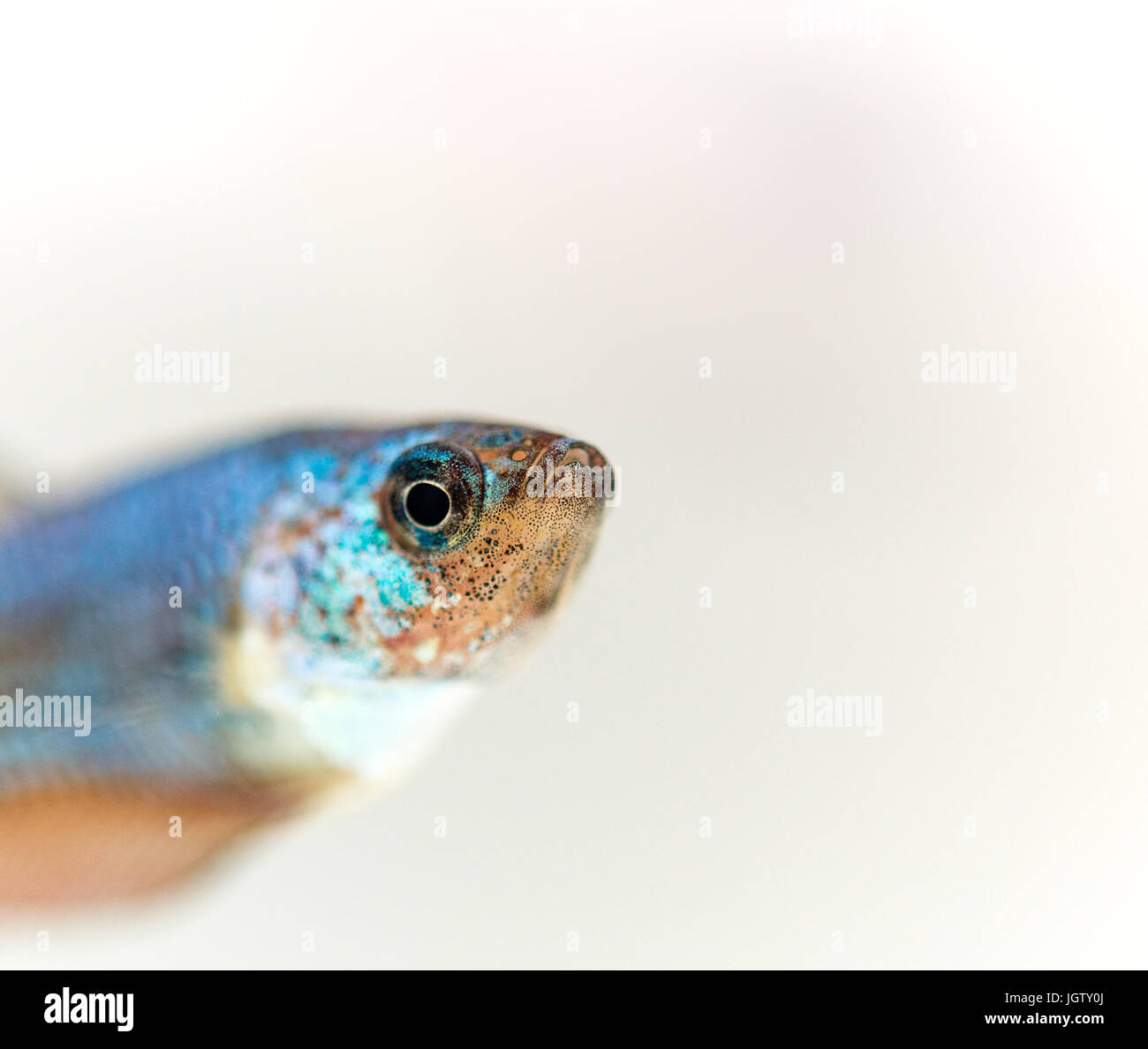 Betta face hi-res stock photography and images - Alamy