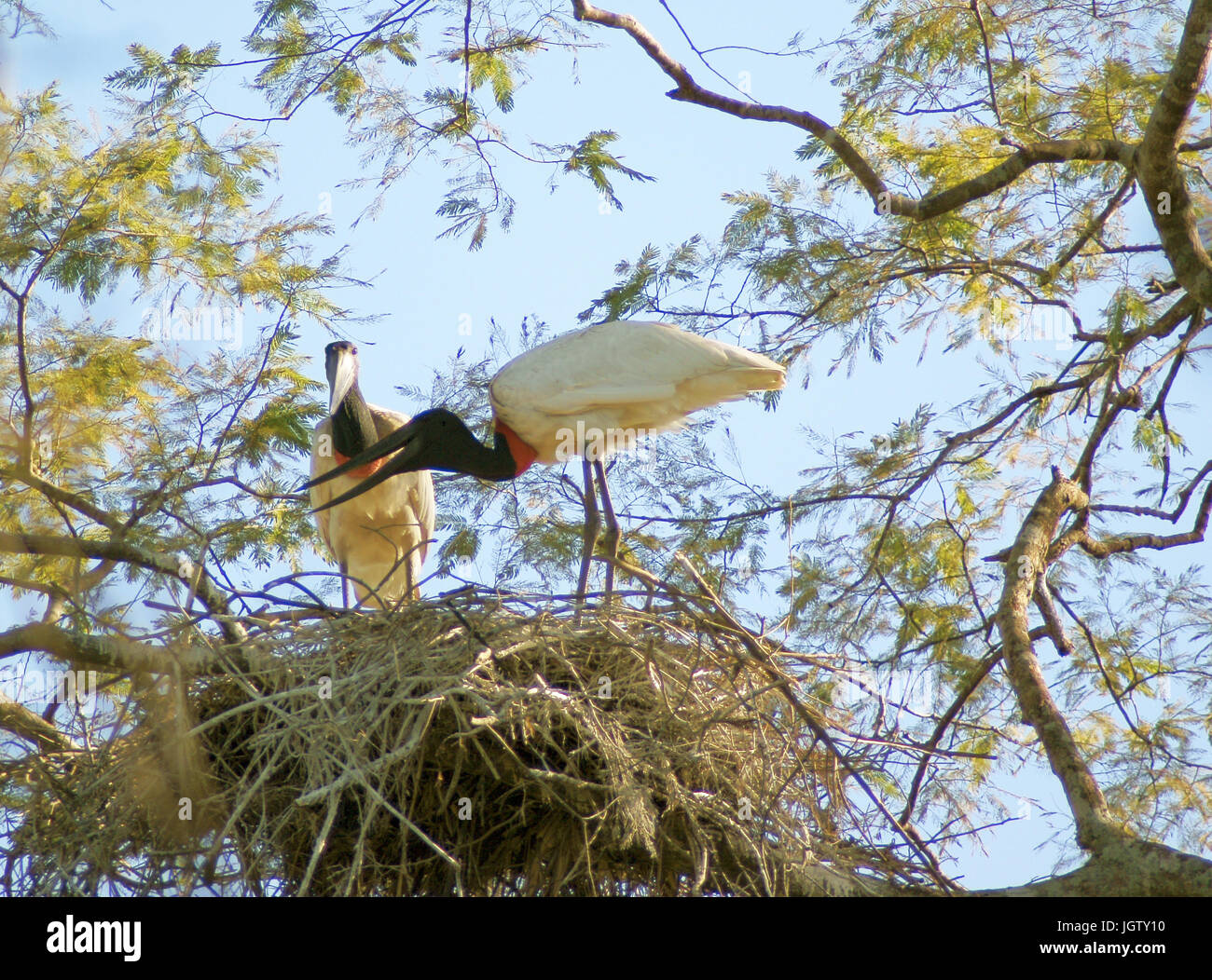 Tuiuiu or Jaburu, Jabiru Stork, Jabiru mycteria, Pantanal, Mato Grosso ...