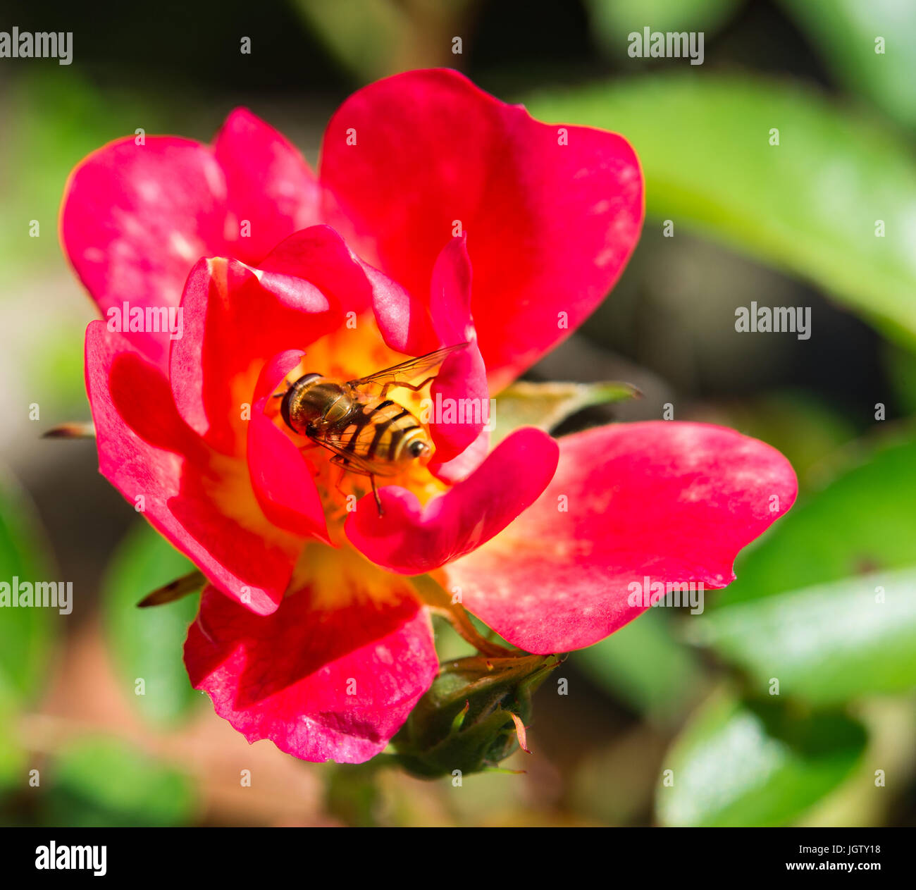 Red miniature rose flower with a bee Stock Photo - Alamy