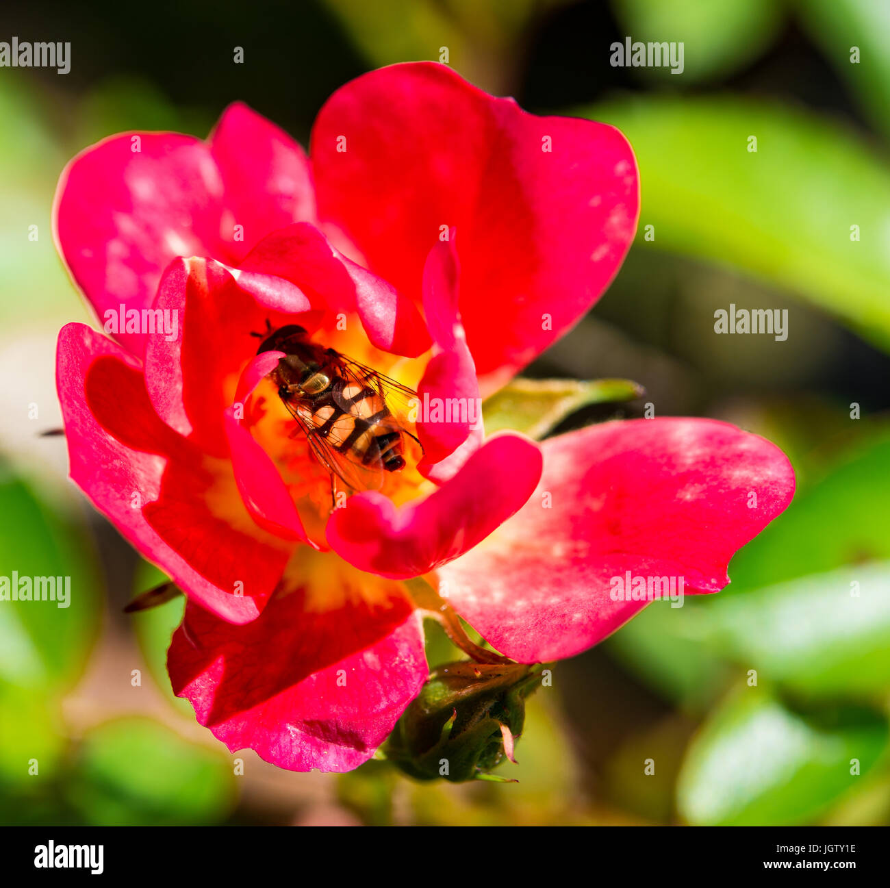 Red miniature rose flower with a bee Stock Photo - Alamy