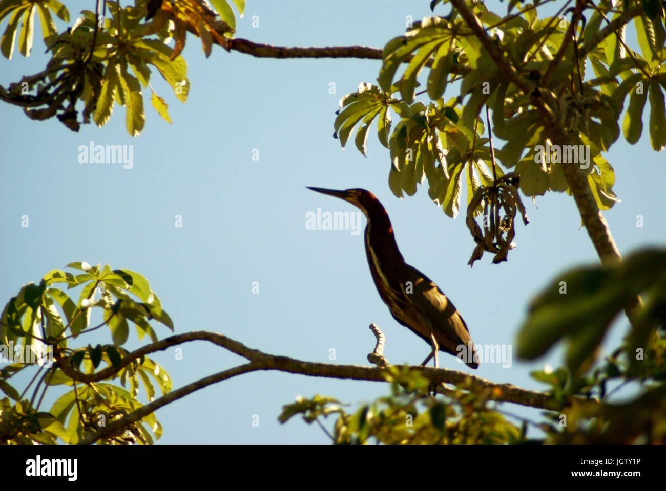 Soco-boi, Rufescent Tiger Heron, Tigrisoma lineatum, Pantanal, Mato ...
