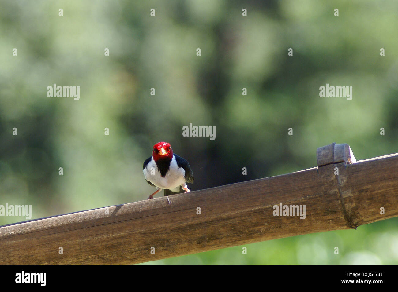 Ladybug, Cardinal Yellow-billed, Paroaria capitata, Pantanal, Mato ...