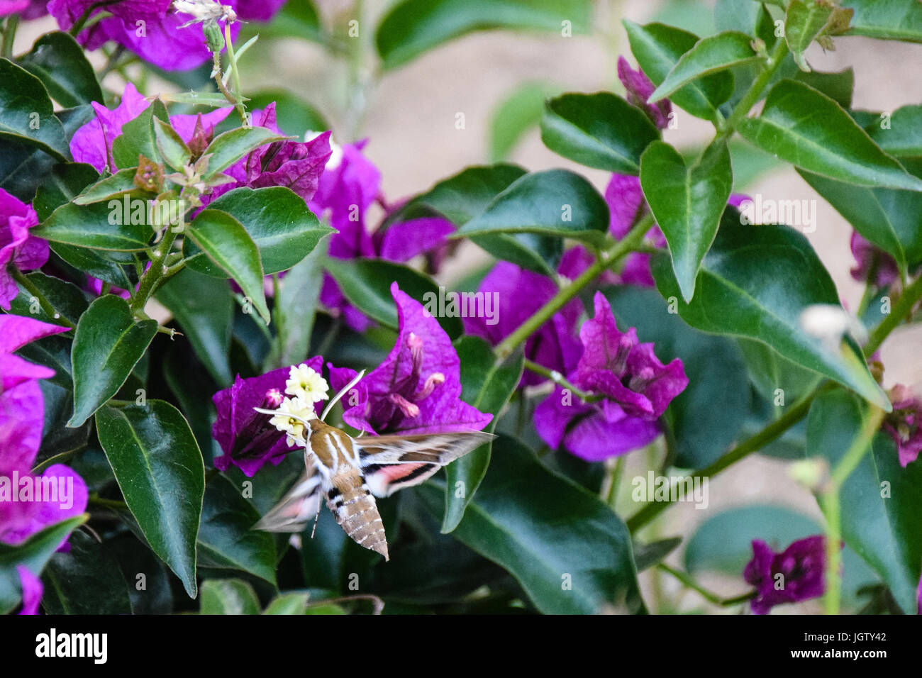 Elephant Hawk Moth: Deilephila elpenor collecting nectar from purple ...