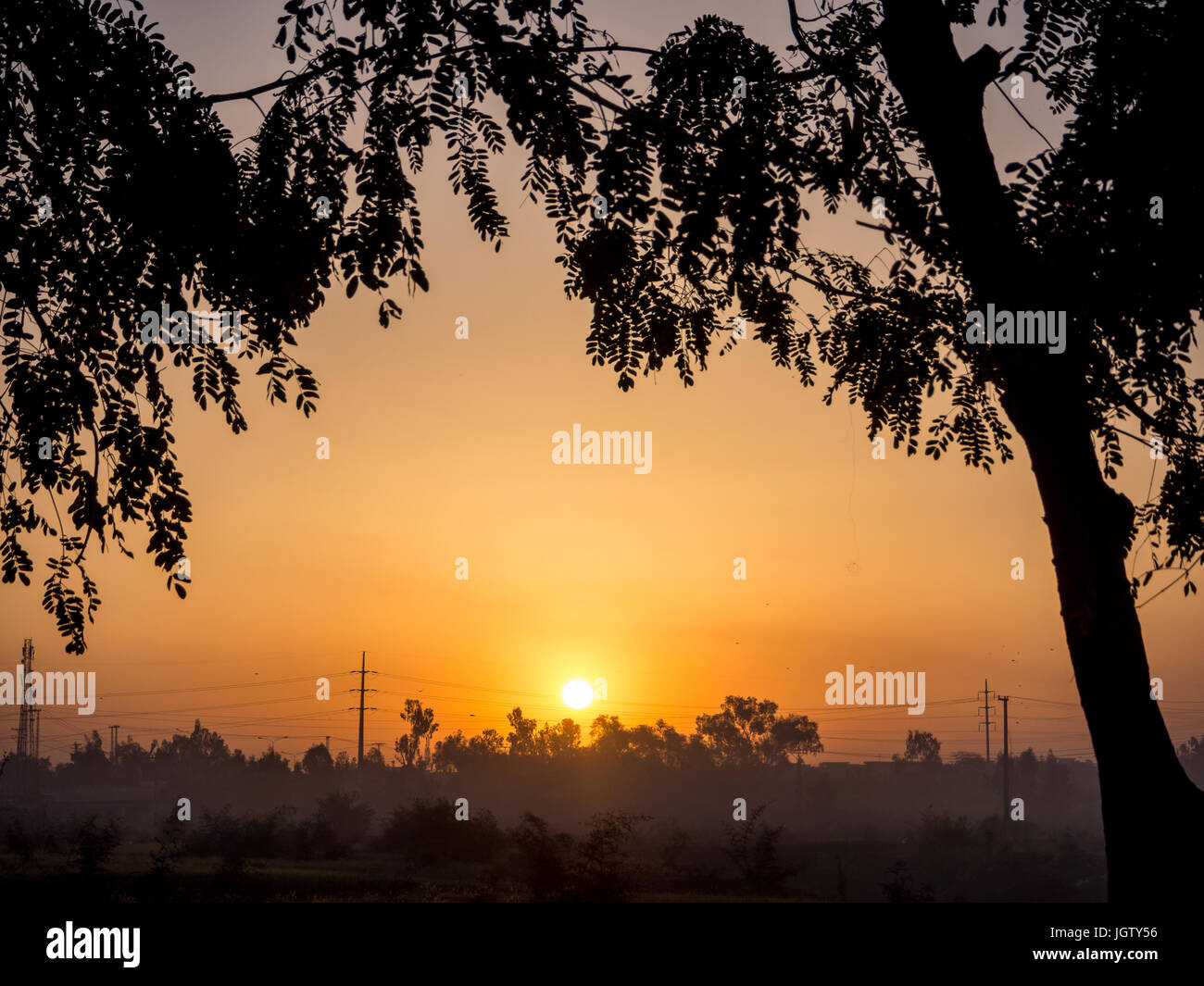 Tree silhouette with a sunset on its background Stock Photo - Alamy