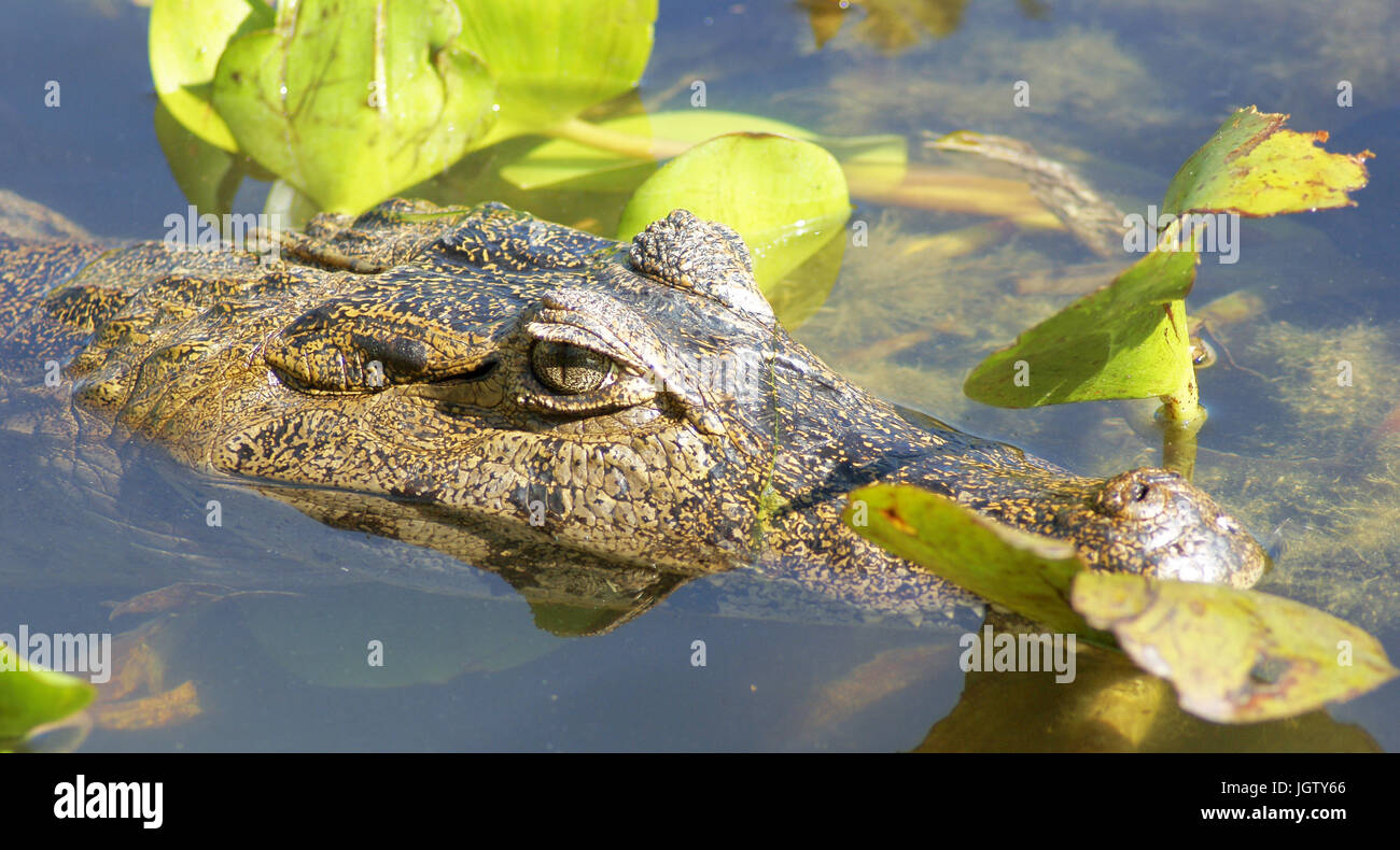 Animal, Alligator, Pantanal, Mato Grosso do Sul, Brazil Stock Photo - Alamy
