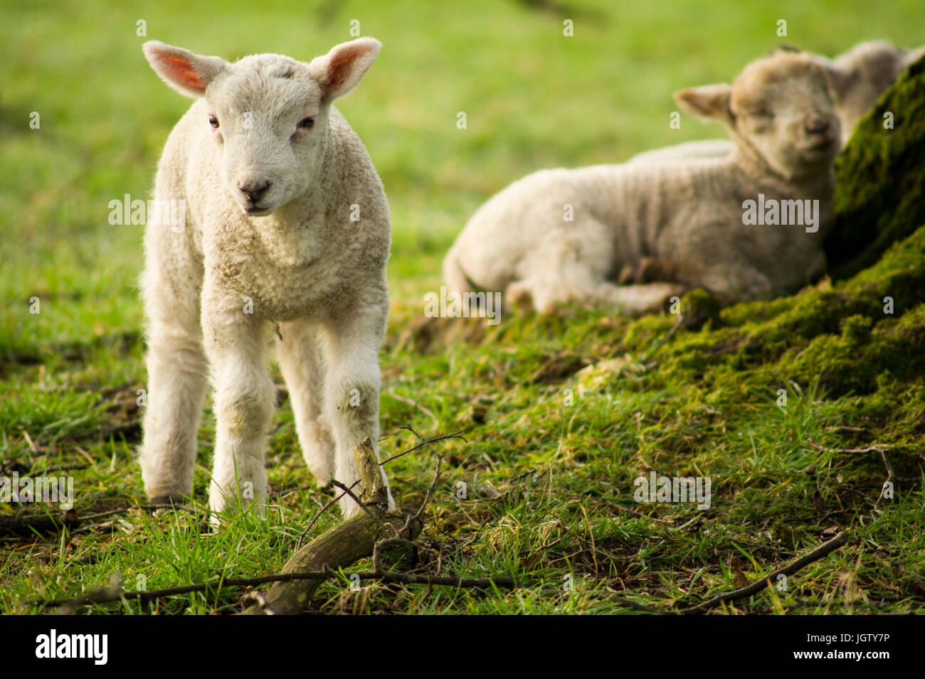 Jumping spring lamb hi-res stock photography and images - Alamy