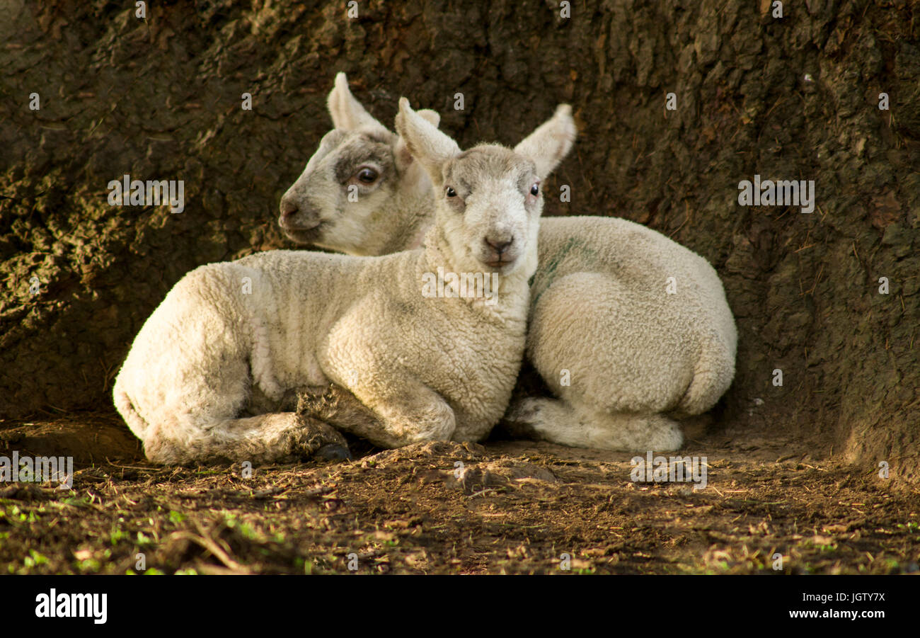 Jumping Spring Lamb High Resolution Stock Photography and Images - Alamy