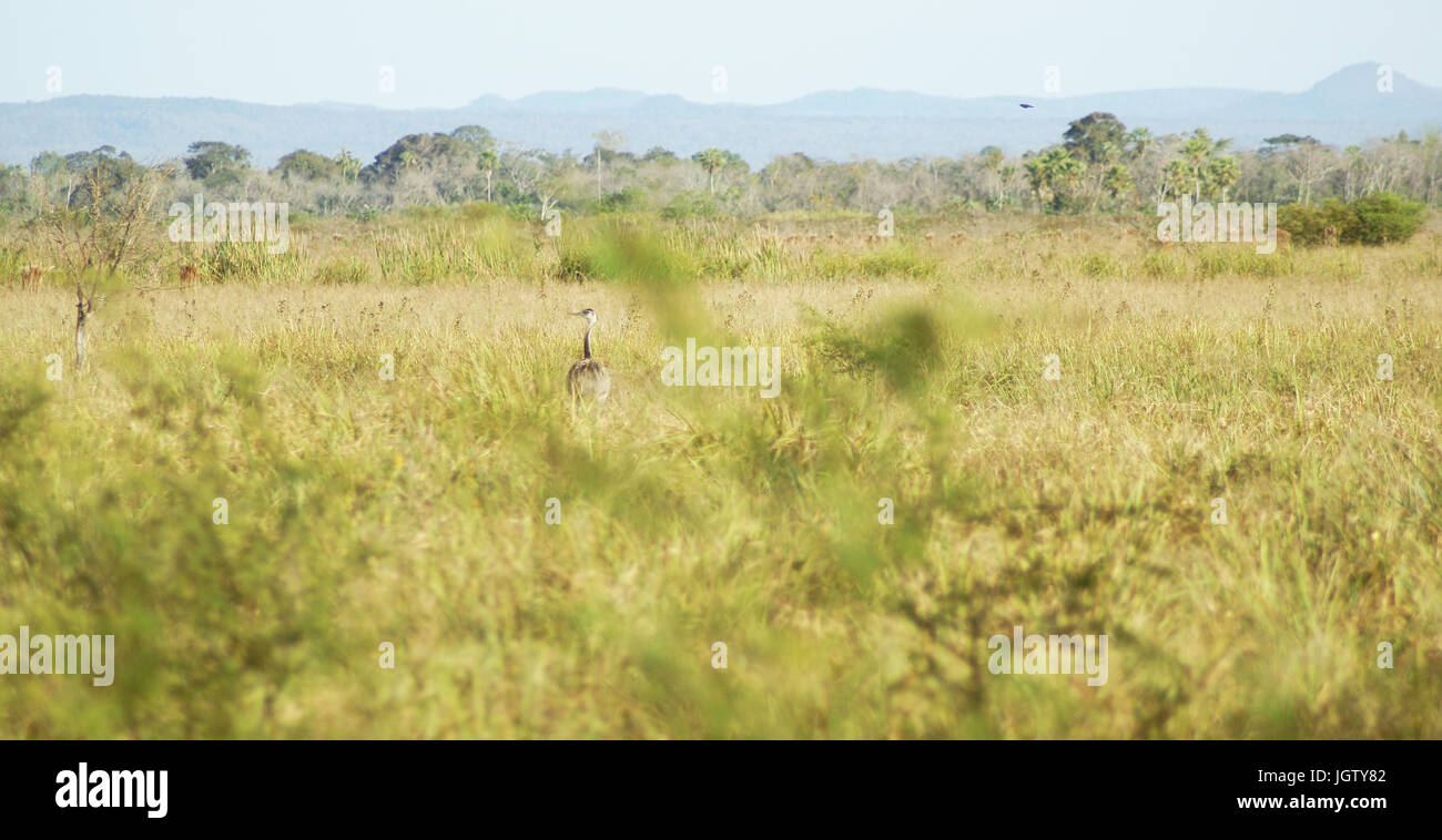 Emu, Rhea americana, Rheidae, Pantanal, Mato Grosso do Sul, Brazil ...