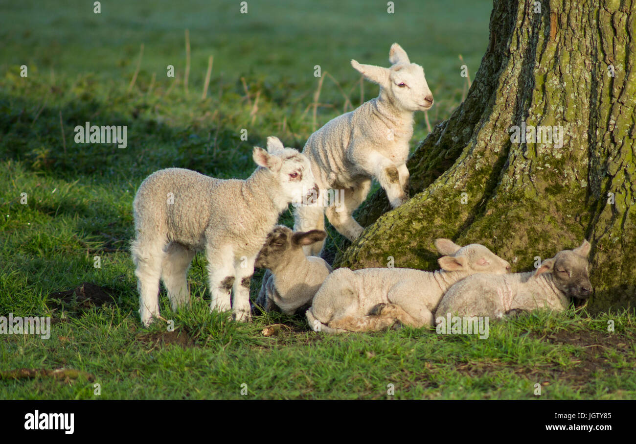 Spring lambs jumping hi-res stock photography and images - Alamy