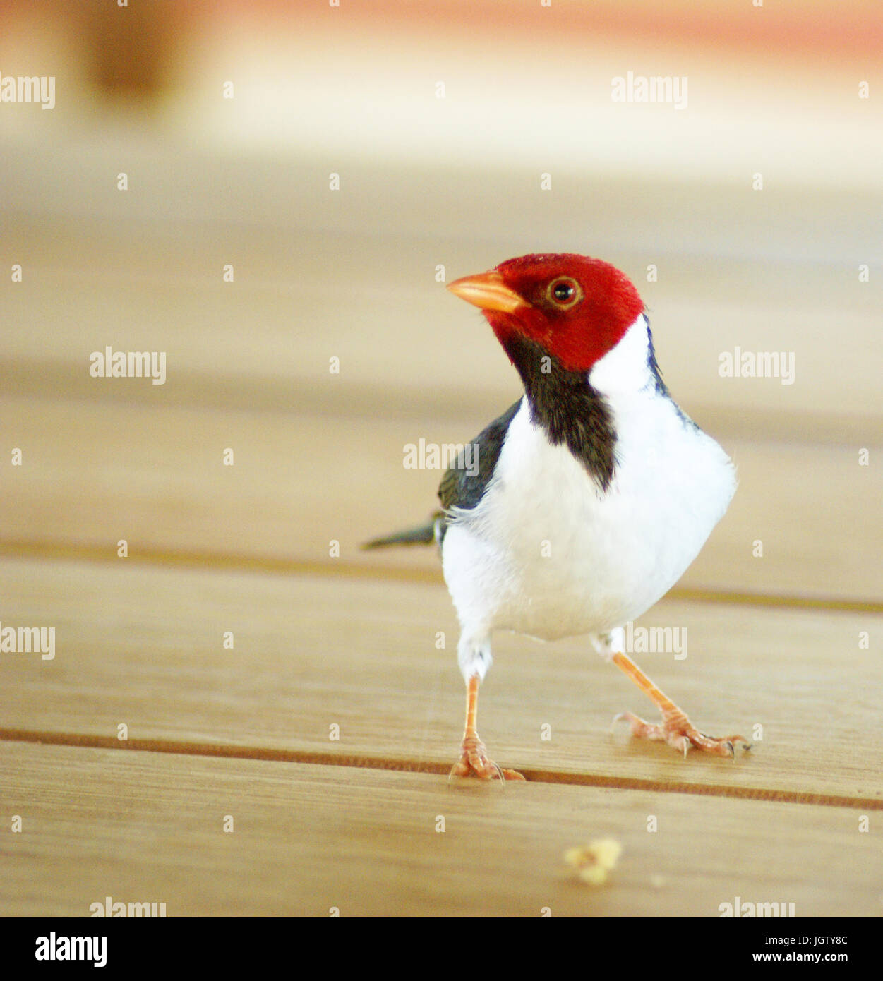 Ladybug, Cardinal Yellow-billed, Paroaria capitata, Pantanal, Mato ...