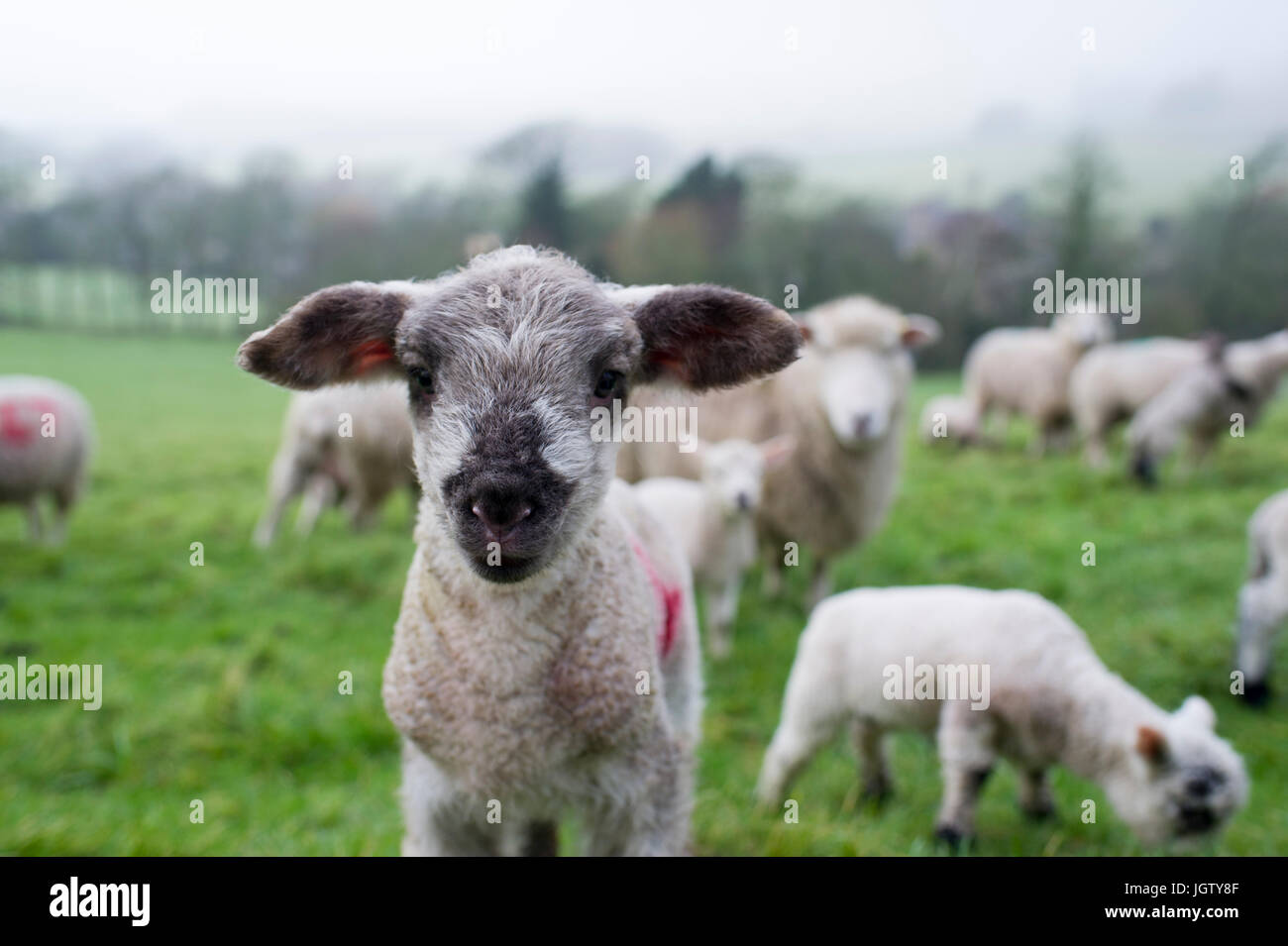 Spring lambs jumping hi-res stock photography and images - Alamy