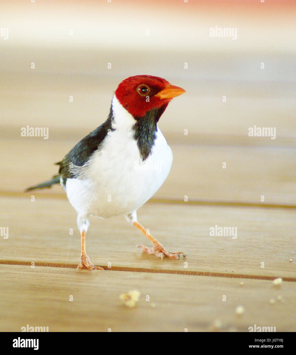 Cardinal yellow billed hi-res stock photography and images - Alamy