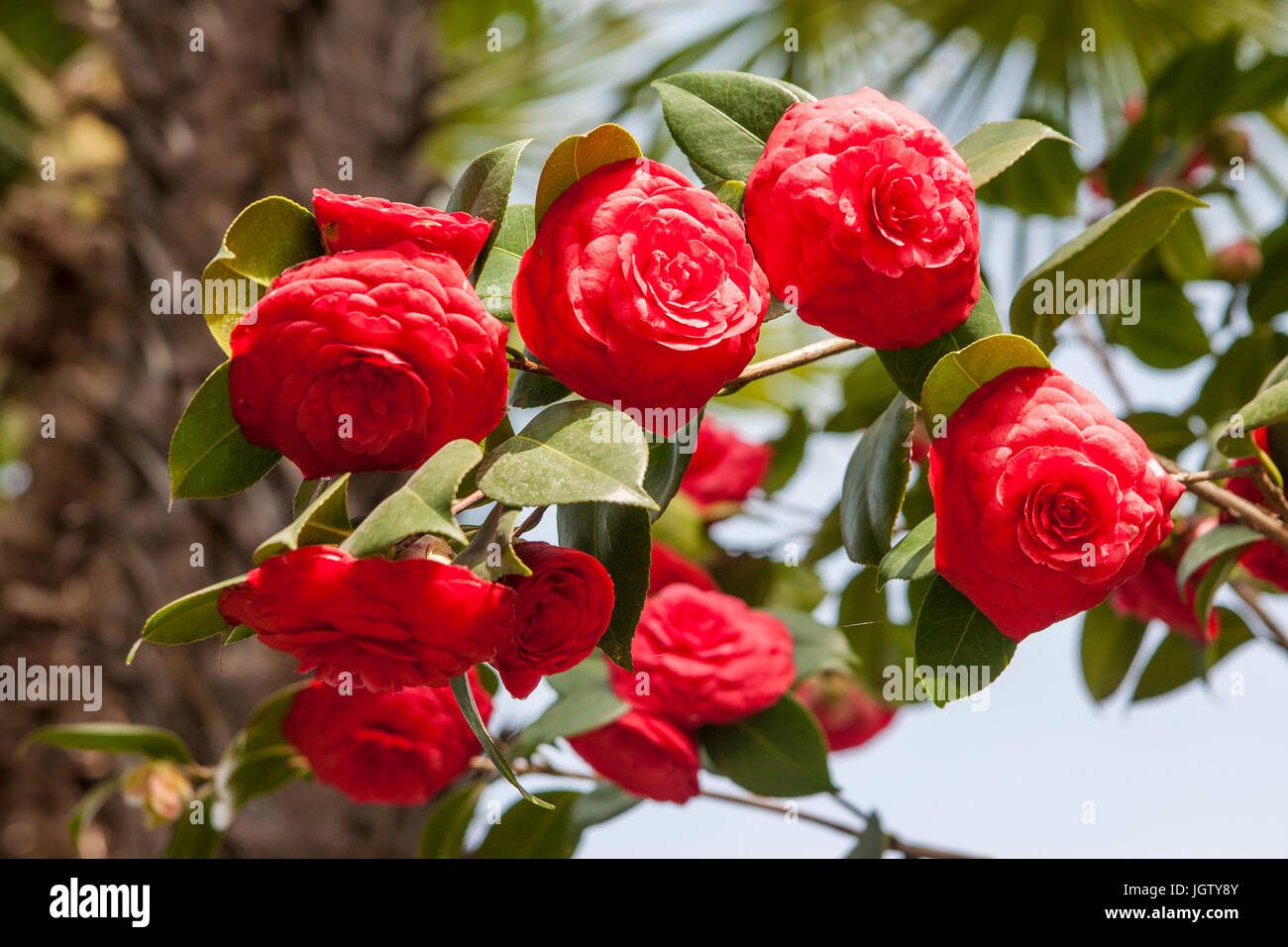 Botany theaceae camellia japonica hi-res stock photography and images ...
