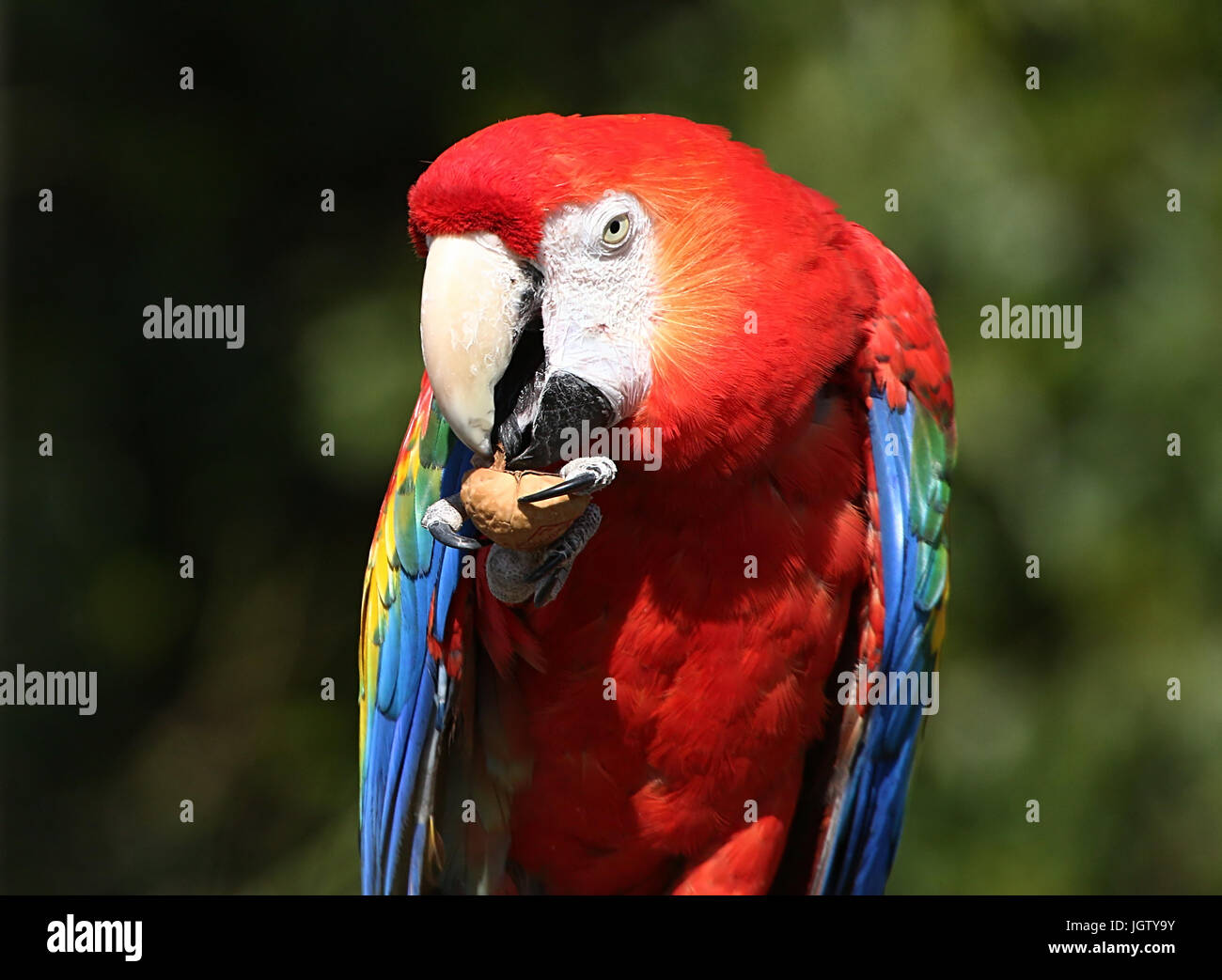 South American Scarlet macaw (Ara macao) eating a tasty nut Stock Photo ...