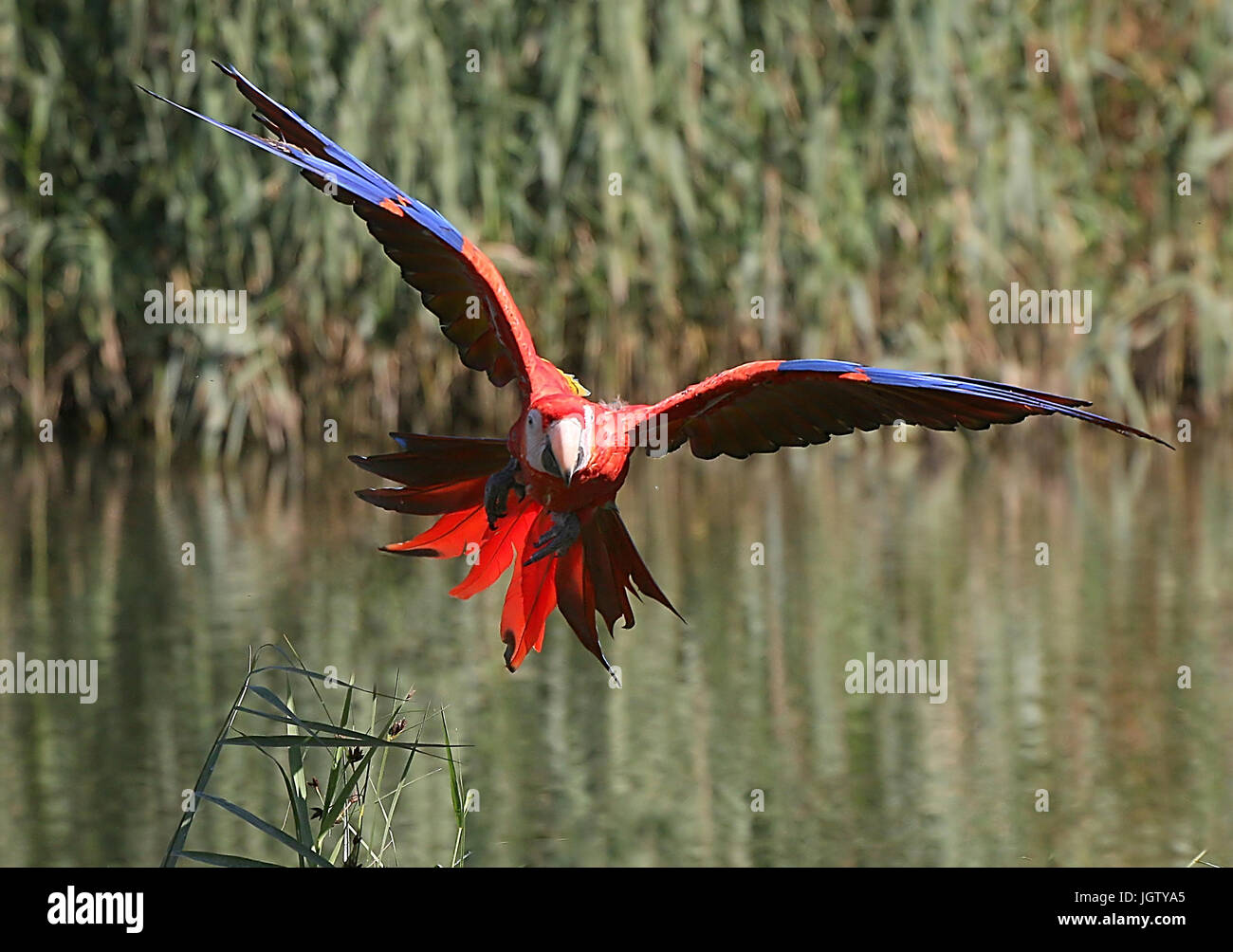 Scarlet macaw in flight hi-res stock photography and images - Alamy