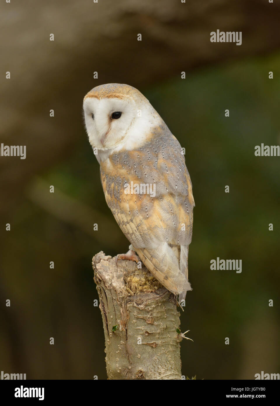 Barn owl colours hi-res stock photography and images - Alamy