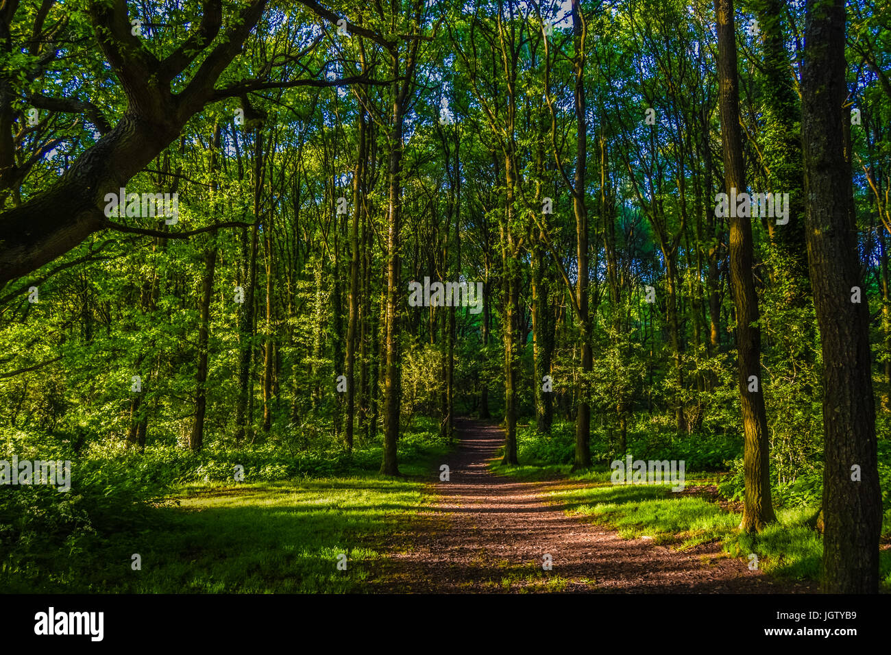 Woodland walks summer hi-res stock photography and images - Alamy