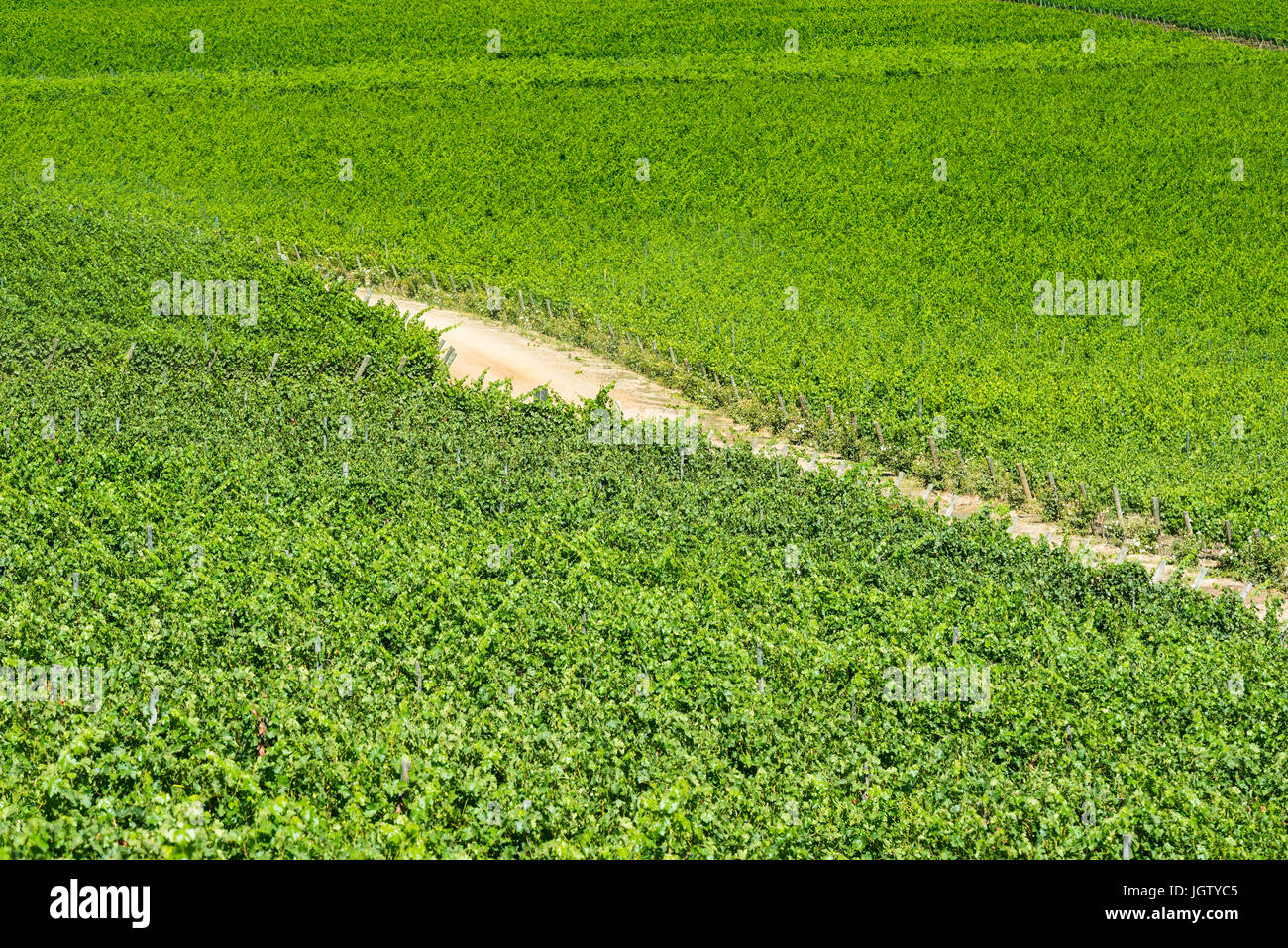 Pattern of wine crops at a vineyard at Colchagua valley, Chile Stock ...