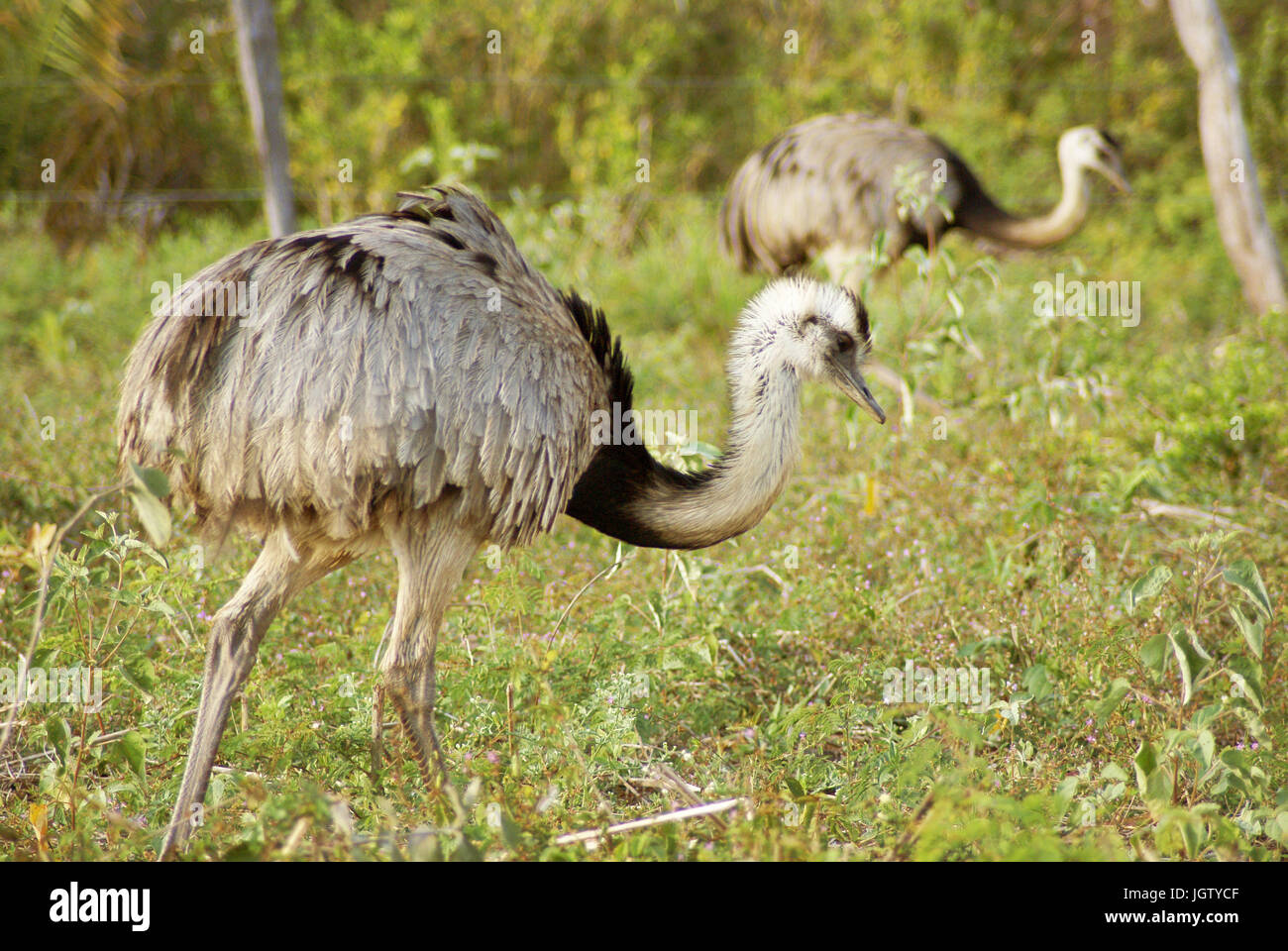 Emu, Pantanal, Mato Grosso do Sul, Brazil Stock Photo - Alamy