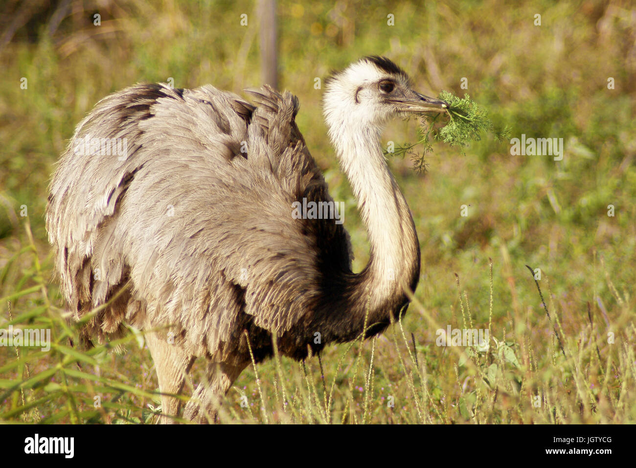Emu, Pantanal, Mato Grosso do Sul, Brazil Stock Photo - Alamy