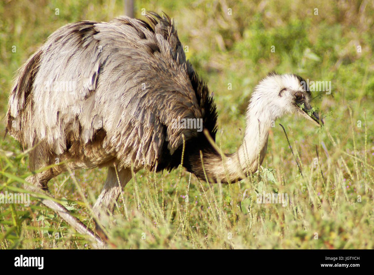 Emu, Pantanal, Mato Grosso do Sul, Brazil Stock Photo - Alamy