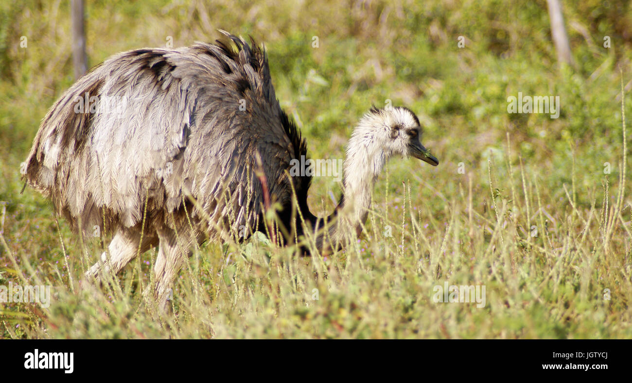 Emu, Pantanal, Mato Grosso do Sul, Brazil Stock Photo - Alamy