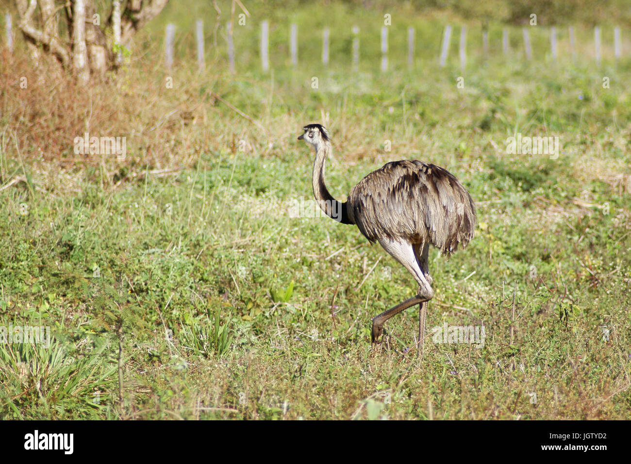 Emu, Pantanal, Mato Grosso do Sul, Brazil Stock Photo - Alamy