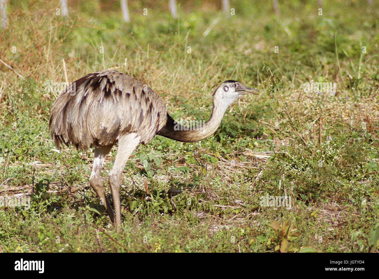 Emu, Pantanal, Mato Grosso do Sul, Brazil Stock Photo - Alamy
