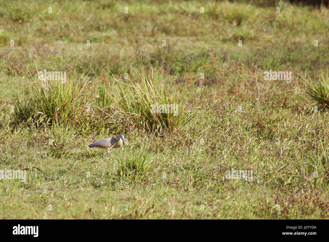 Syrigma sibilatrix hi-res stock photography and images - Alamy