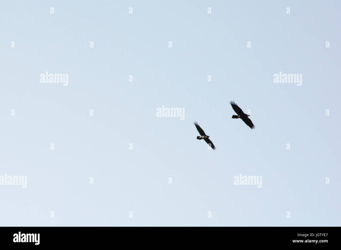 Hooded Crows flying around 1117 meter high Karfi summit at the north of ...