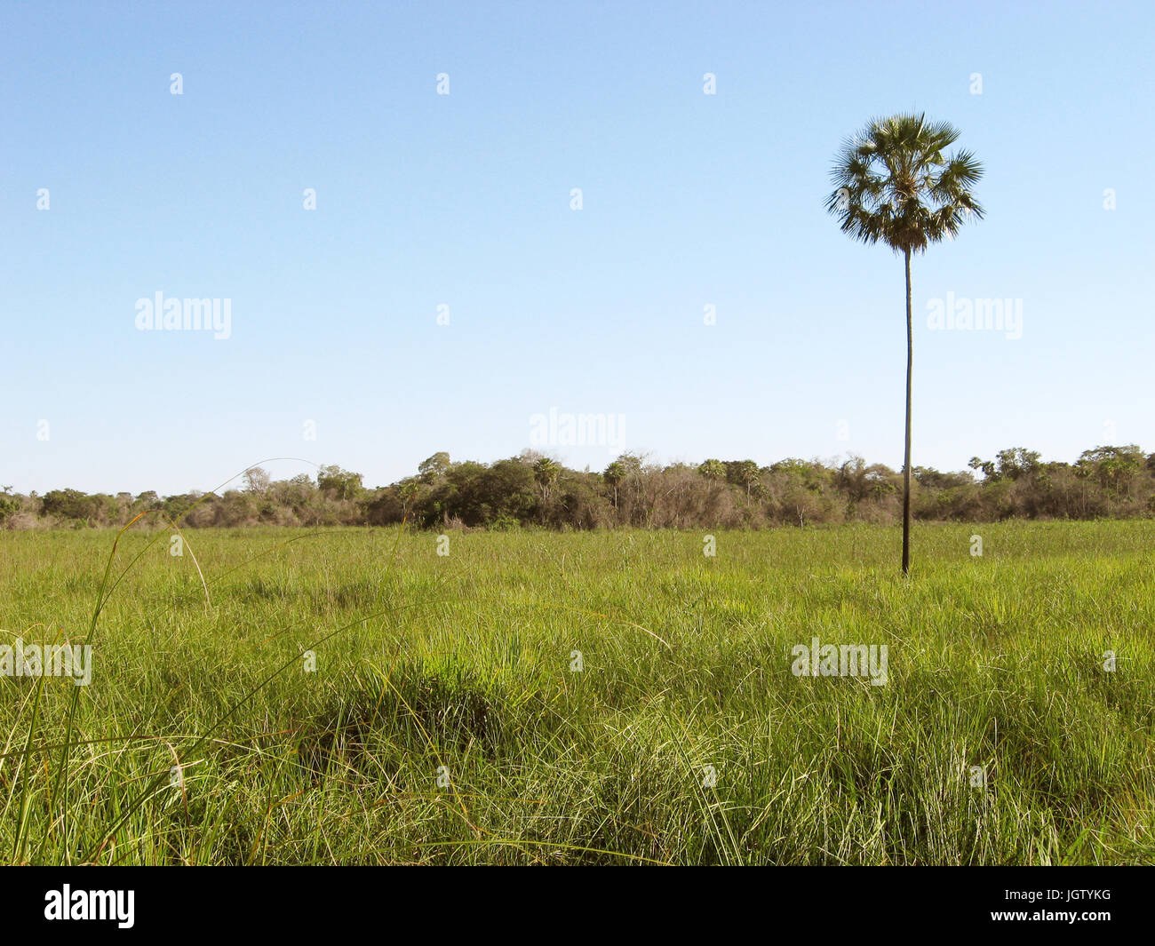 Pantanal Mato Grosso High Resolution Stock Photography and Images - Alamy