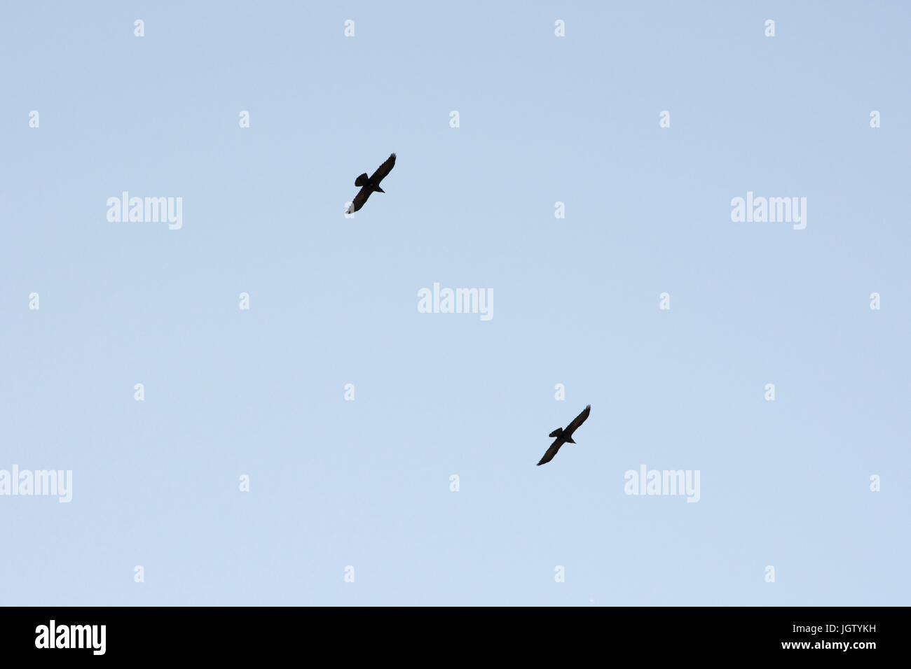 Hooded Crows flying around 1117 meter high Karfi summit at the north of ...