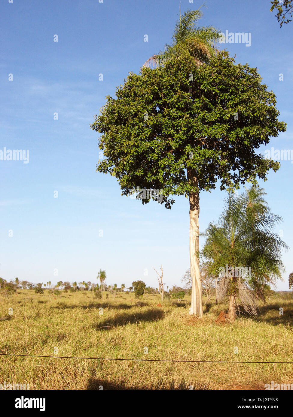 Trees, Pantanal, Mato Grosso do Sul, Brazil Stock Photo - Alamy