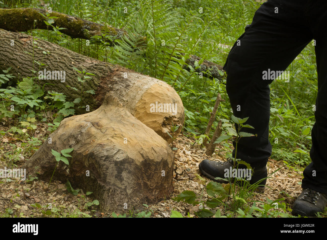 trees that beavers gnawed > Beaver's work - tree damaged by beavers ...