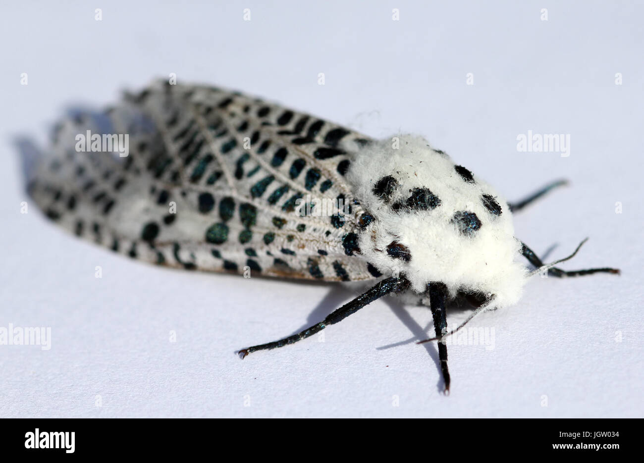 English moth hi-res stock photography and images - Alamy