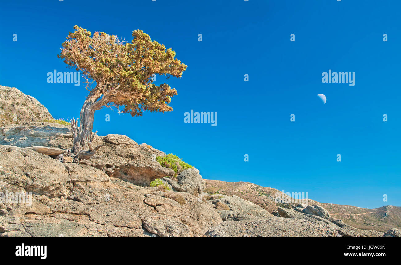 old tall juniper tree growing on rocks against clear blue sky and moon ...