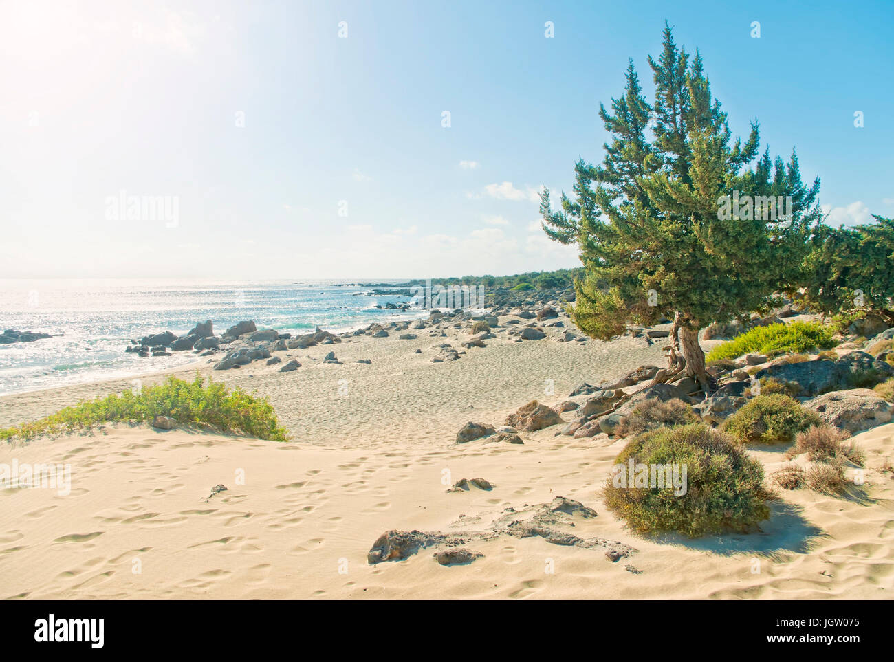 old juniper tree on empty wild Kedrodasos beach on sunny summer day ...