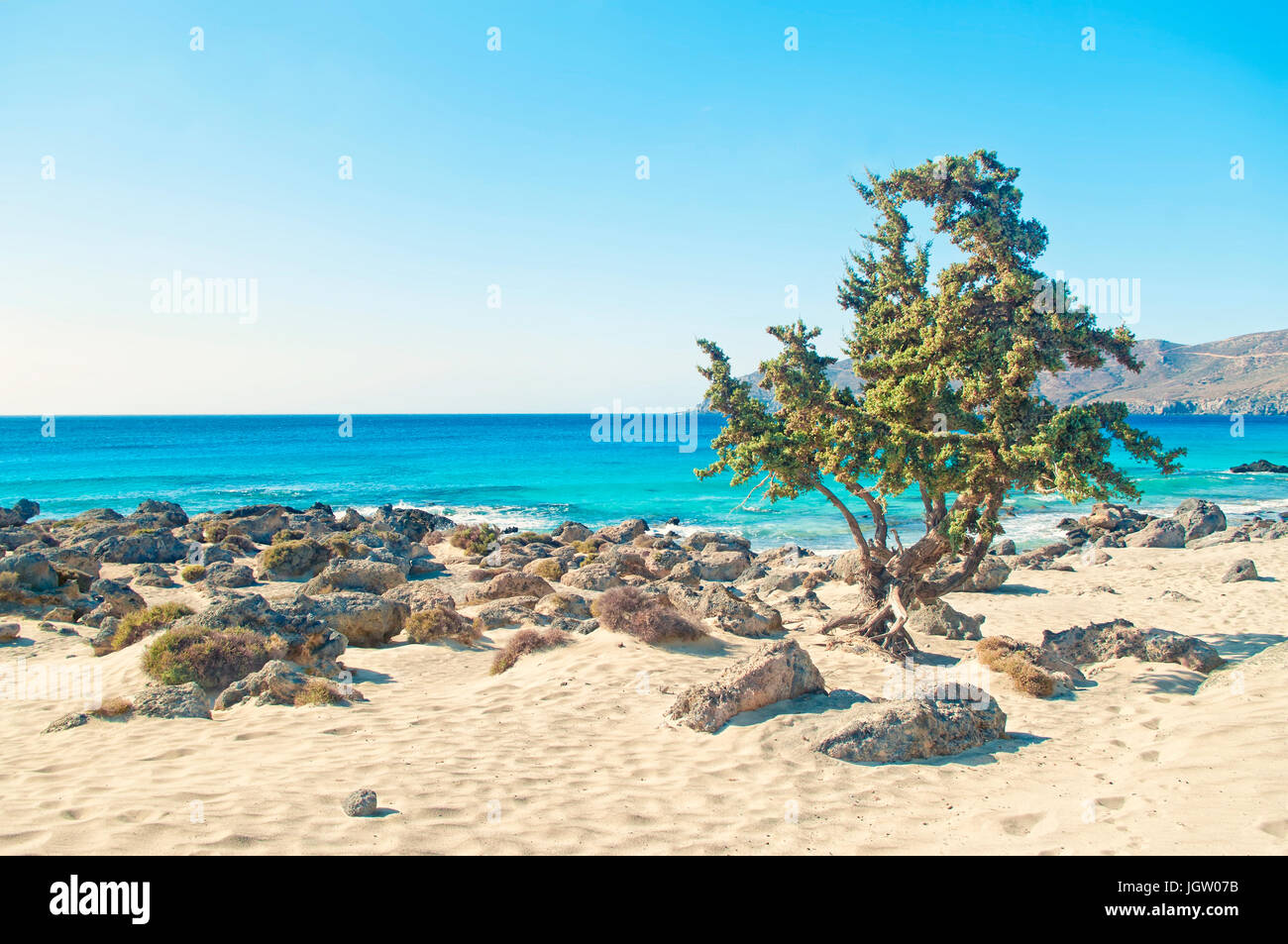 old juniper tree on wild rocky beach of kedrodasos by Mediterranean sea ...