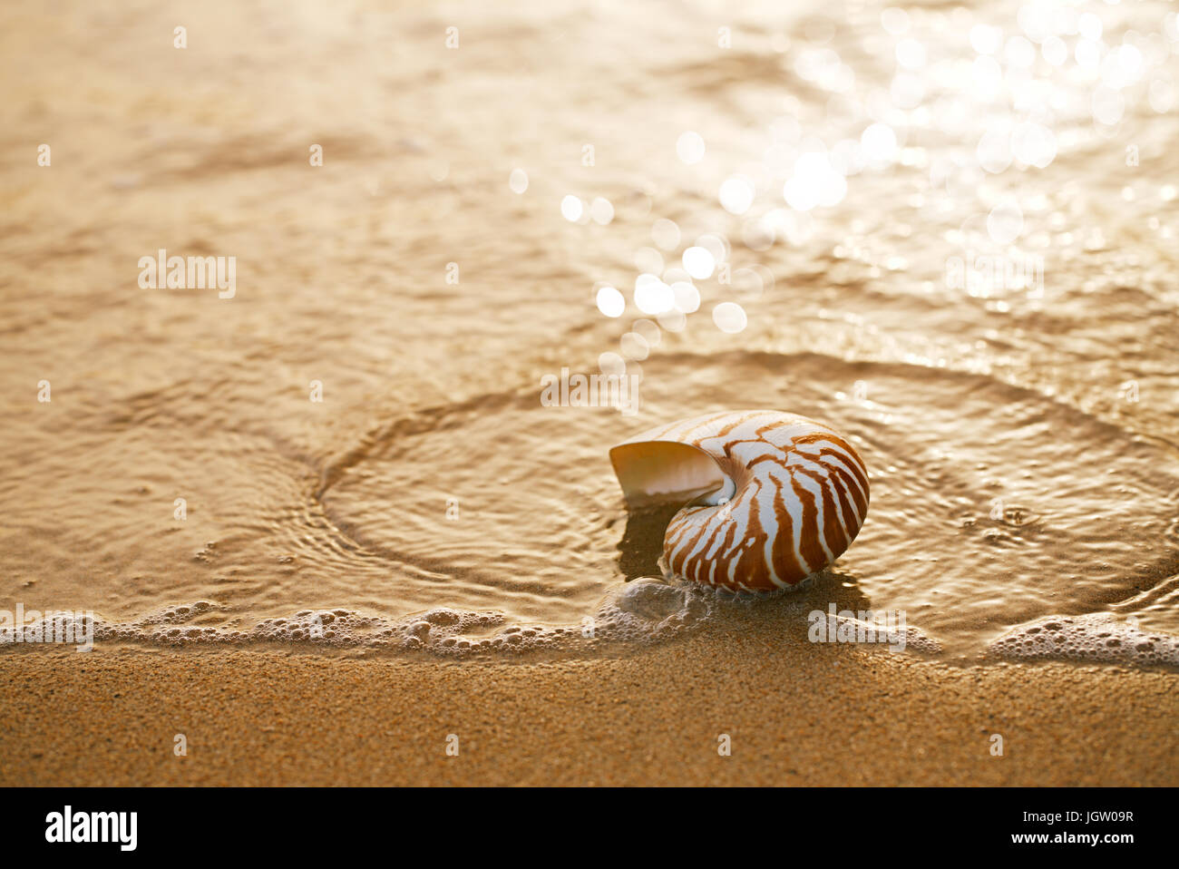 seashell nautilus on sea beach under sunset sun light, Canary island ...