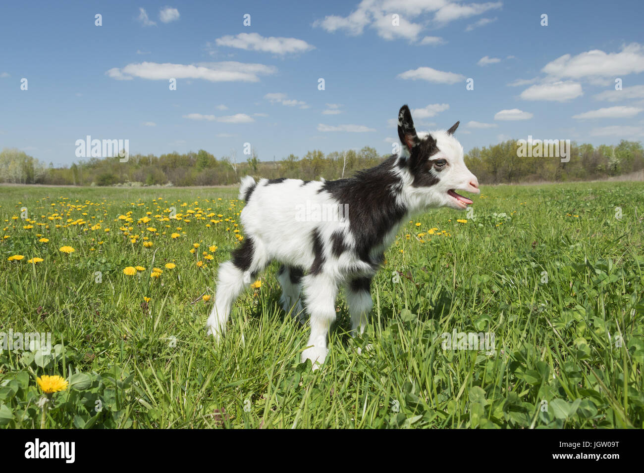 Crying and goat hi-res stock photography and images - Alamy