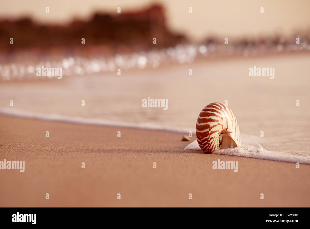 seashell nautilus on sea beach under sunset sun light, Canary island ...