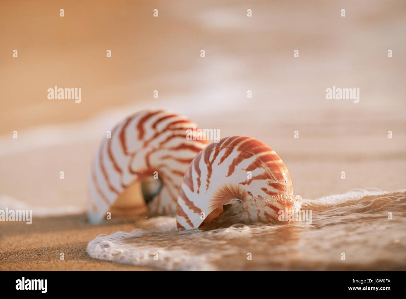 seashell nautilus on sea beach under sunset sun light, Canary island ...